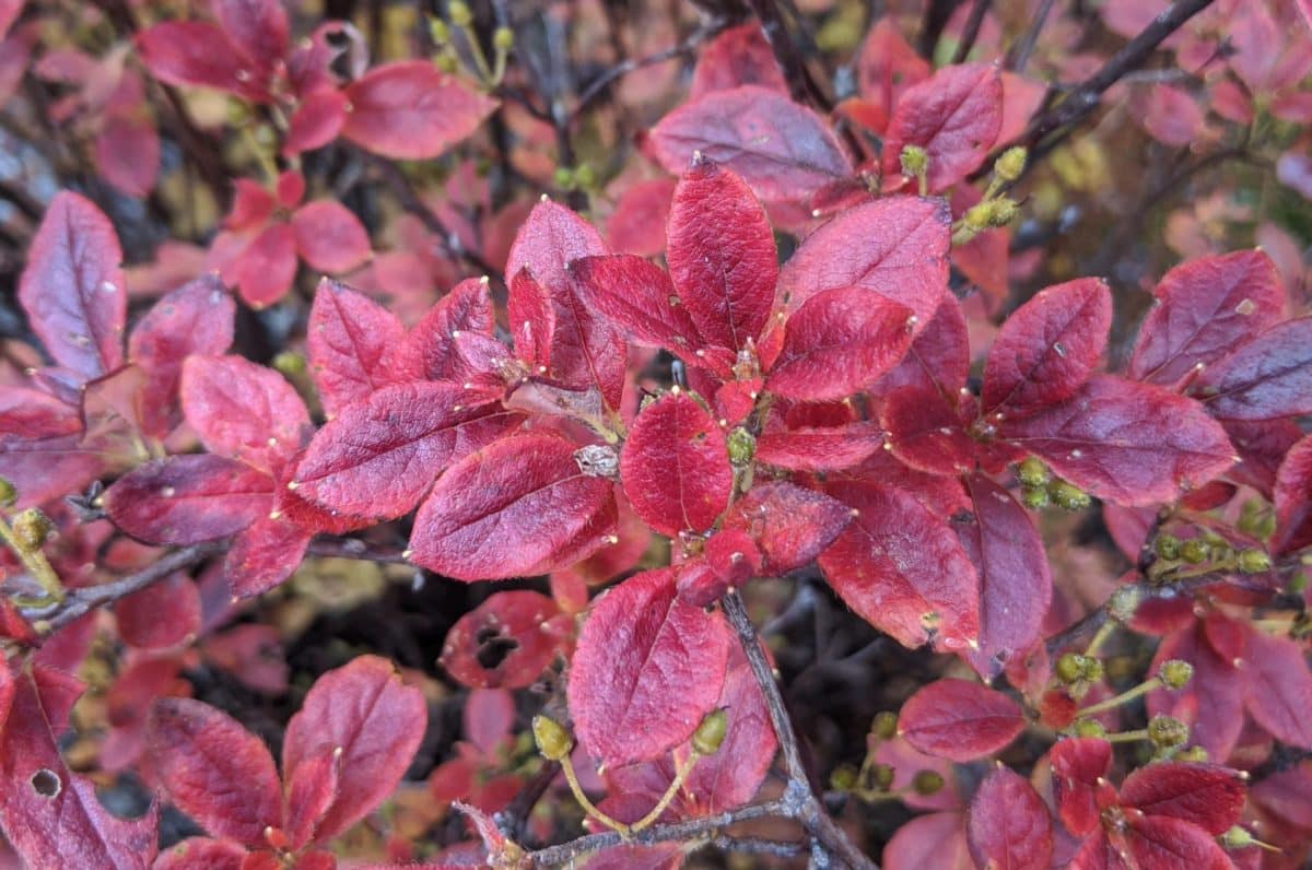 Rhododendron collection curation » HF&G