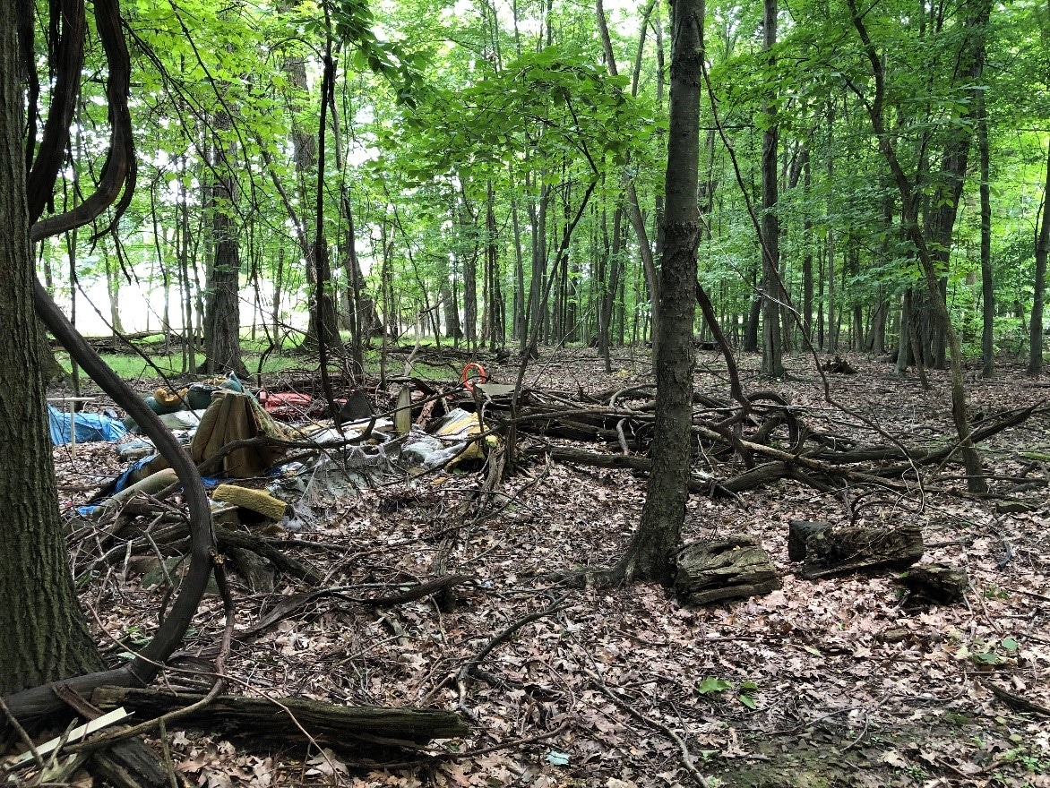 The Benefits of Urban Trees » Trees, Urban Forestry » HF&G