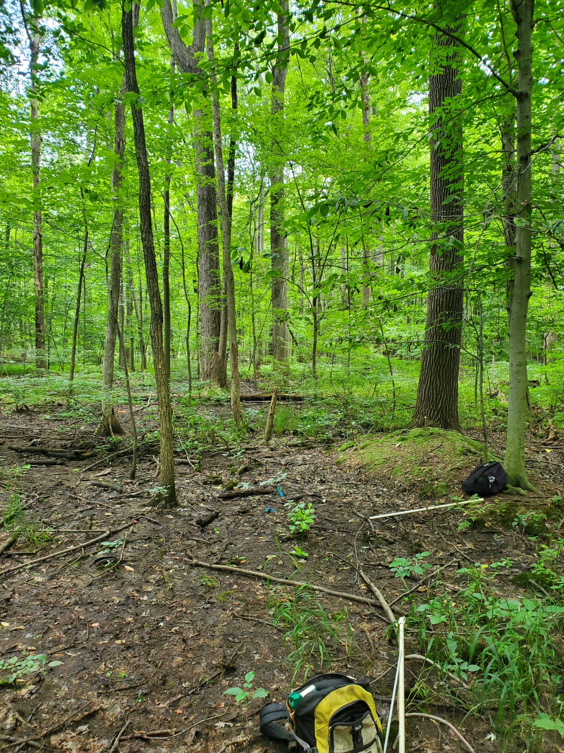 Great Lakes Basin Forest Health Collaborative » HF&G