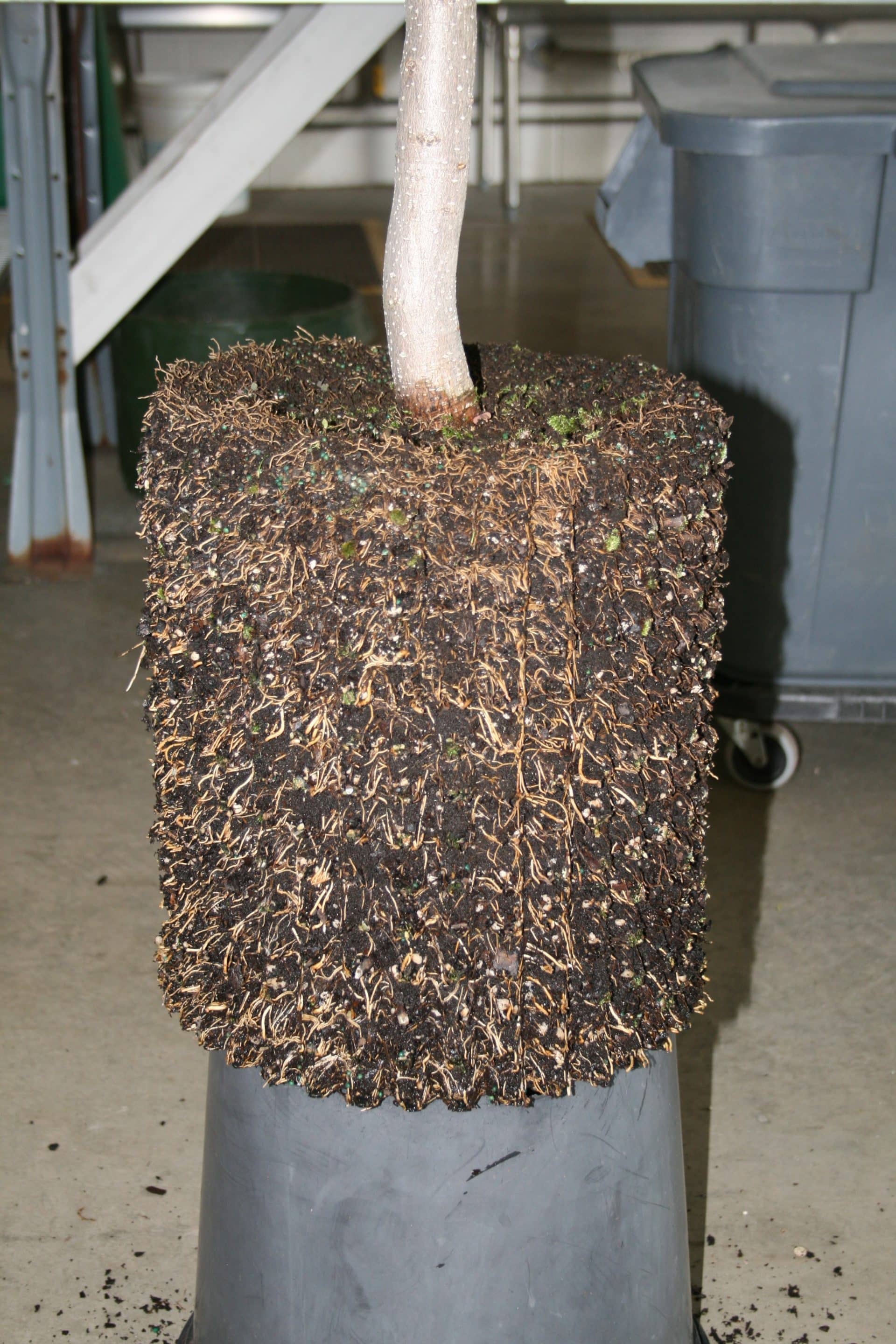 It's About the Roots » Plants » HF&G