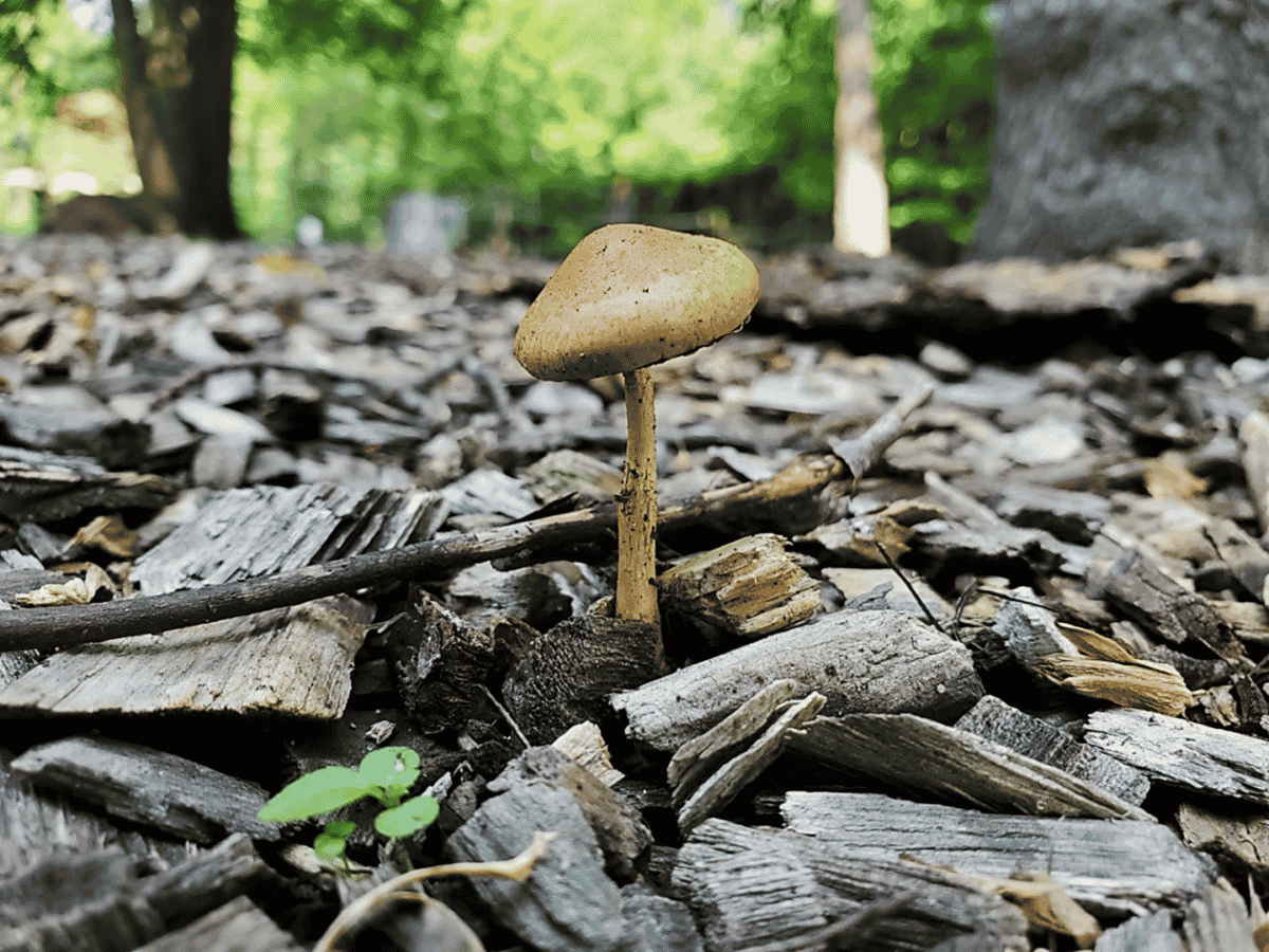 September is National Mushroom Month » Mycology, Soils » HF&G