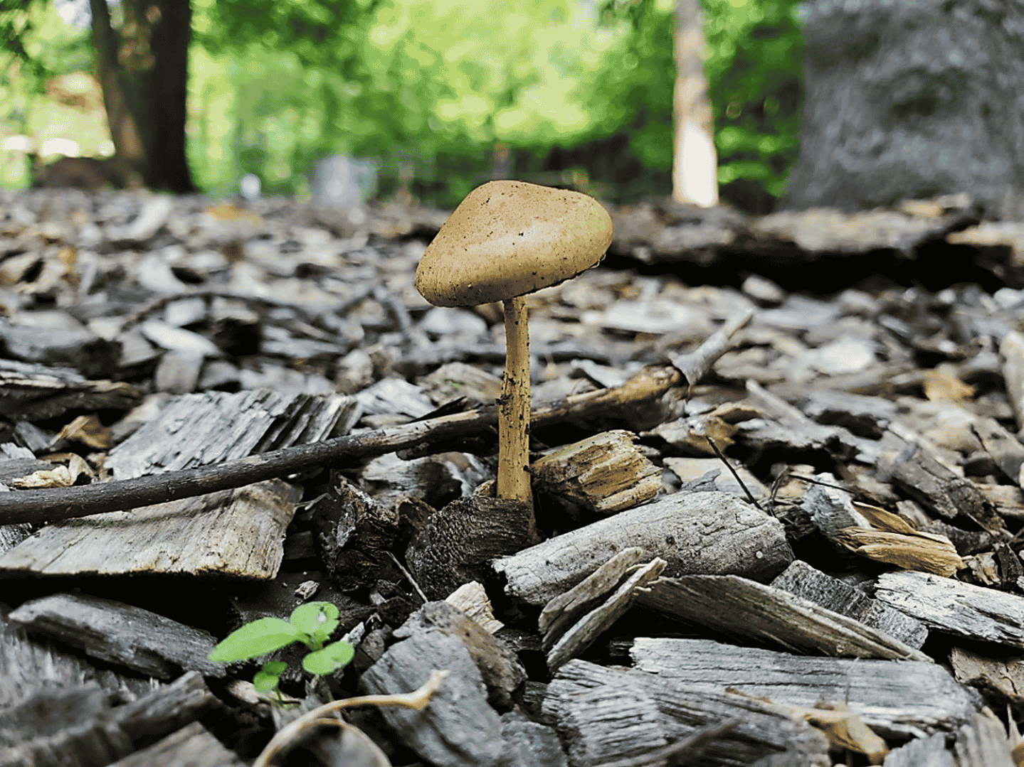 September is National Mushroom Month » Mycology, Soils » HF&G