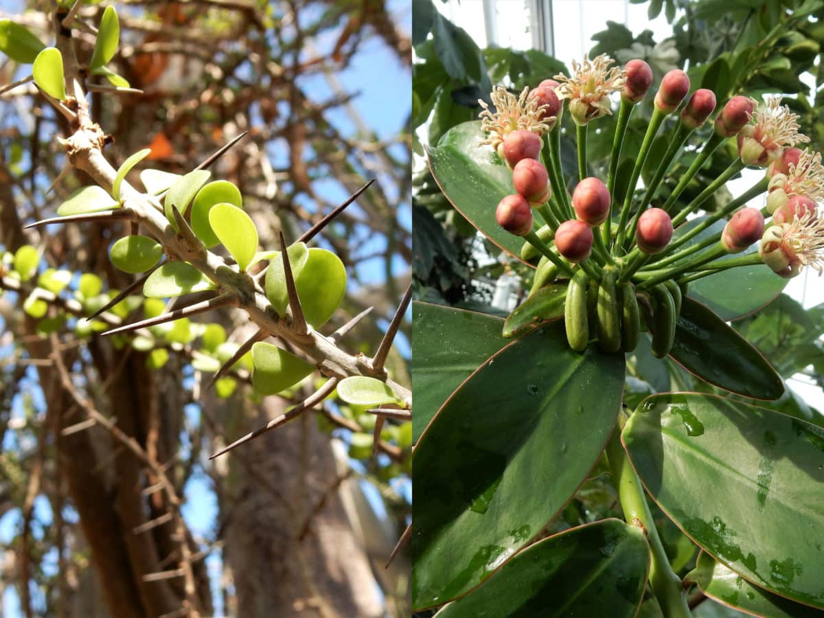 Plant Habitats & Adaptations » Cleveland Botanical Garden » HF&G