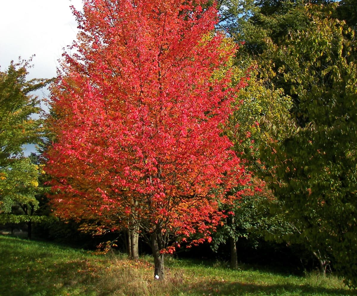 Acer rubrum ‘Bowhall’ (red maple) » HF&G