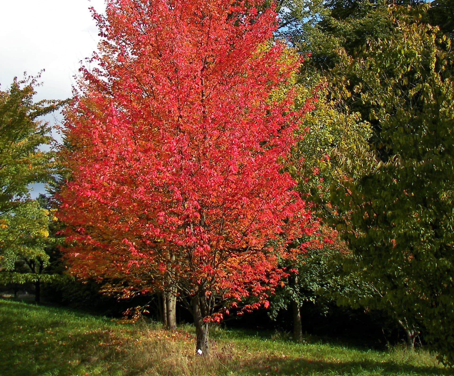Acer rubrum ‘Bowhall’ (red maple) » HF&G