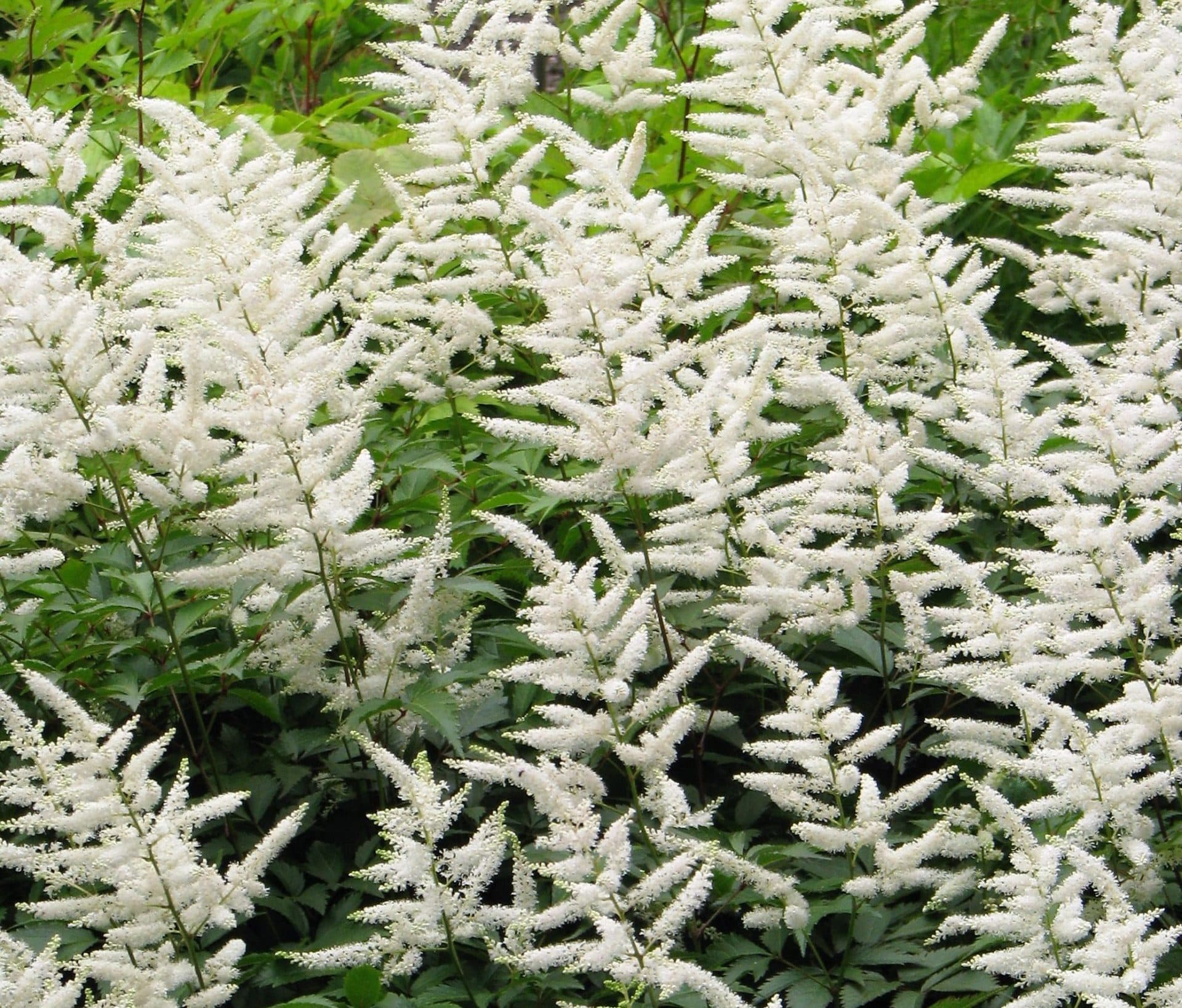 Astilbe ‘Deutschland’ (astilbe) » HF&G