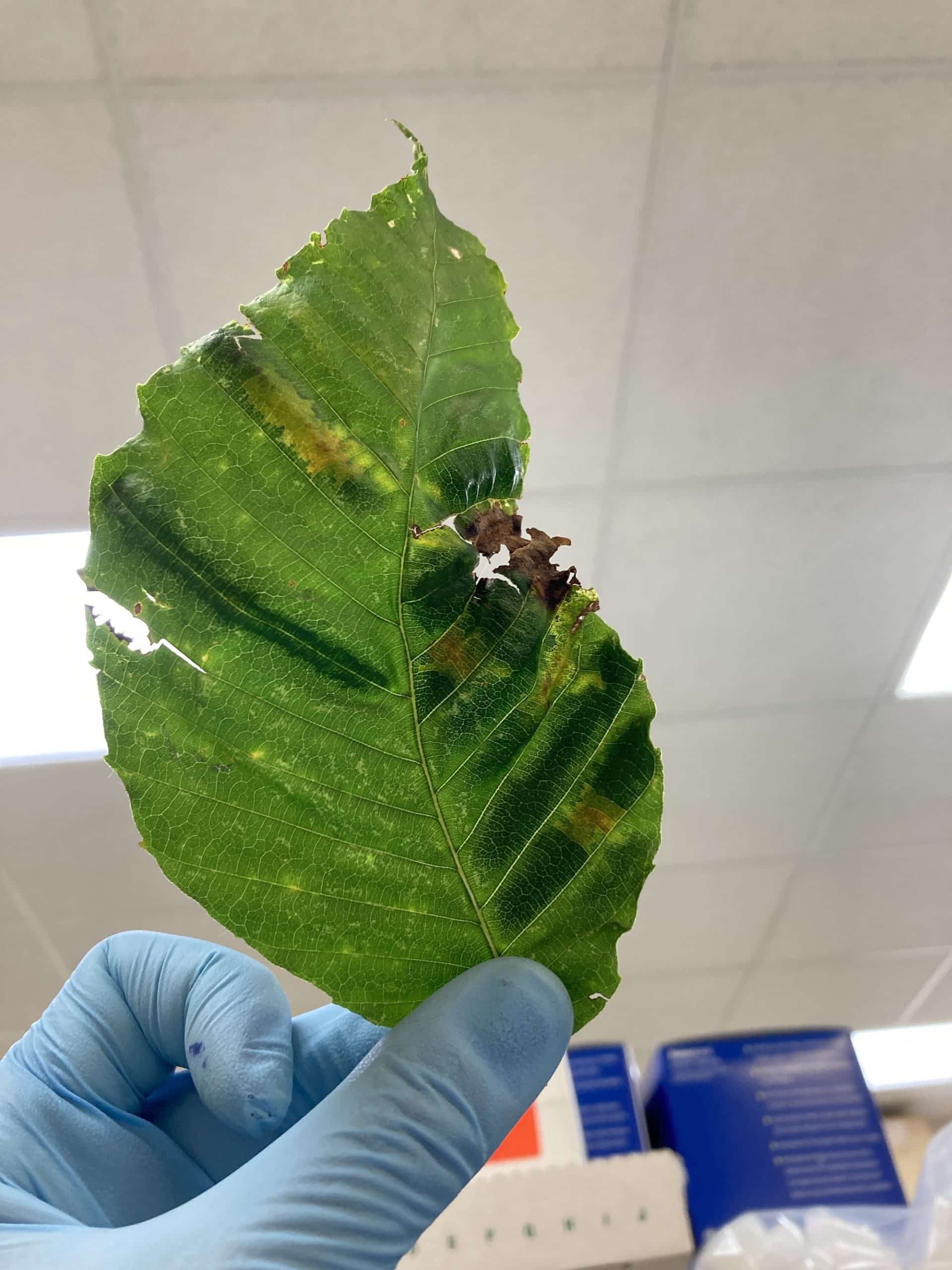 Beech Leaf Disease and Forest Fungi: Healthy trees support healthy ...