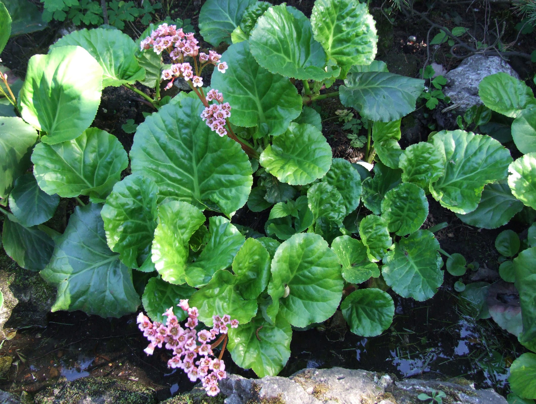 Bergenia ‘Winterglut’ (pigsqueak) » HF&G
