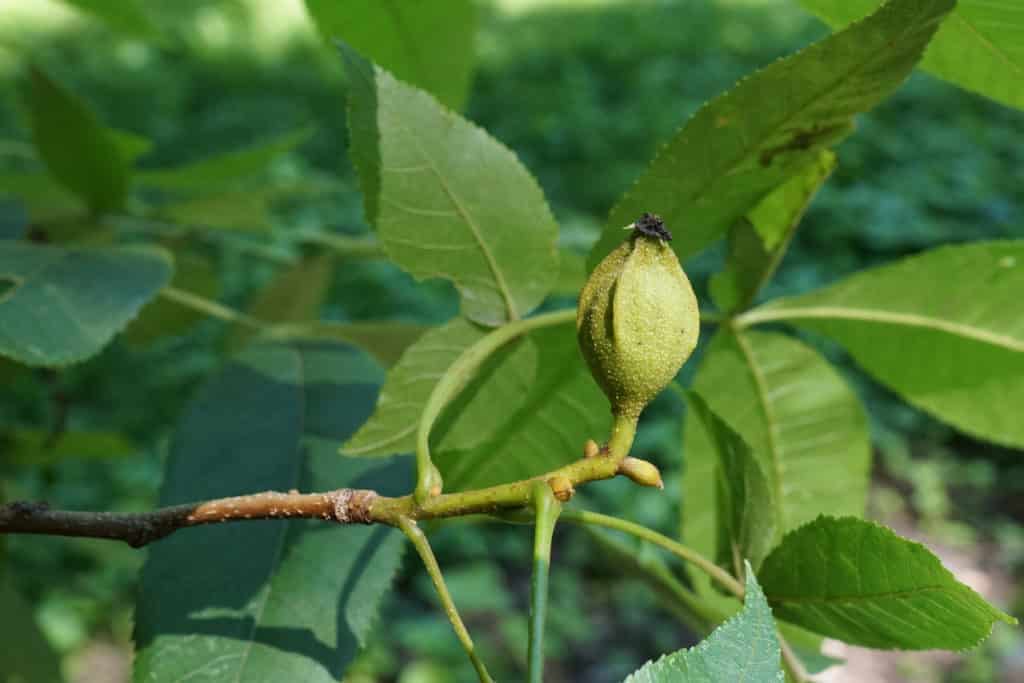 Carya cordiformis (bitternut hickory) » HF&G
