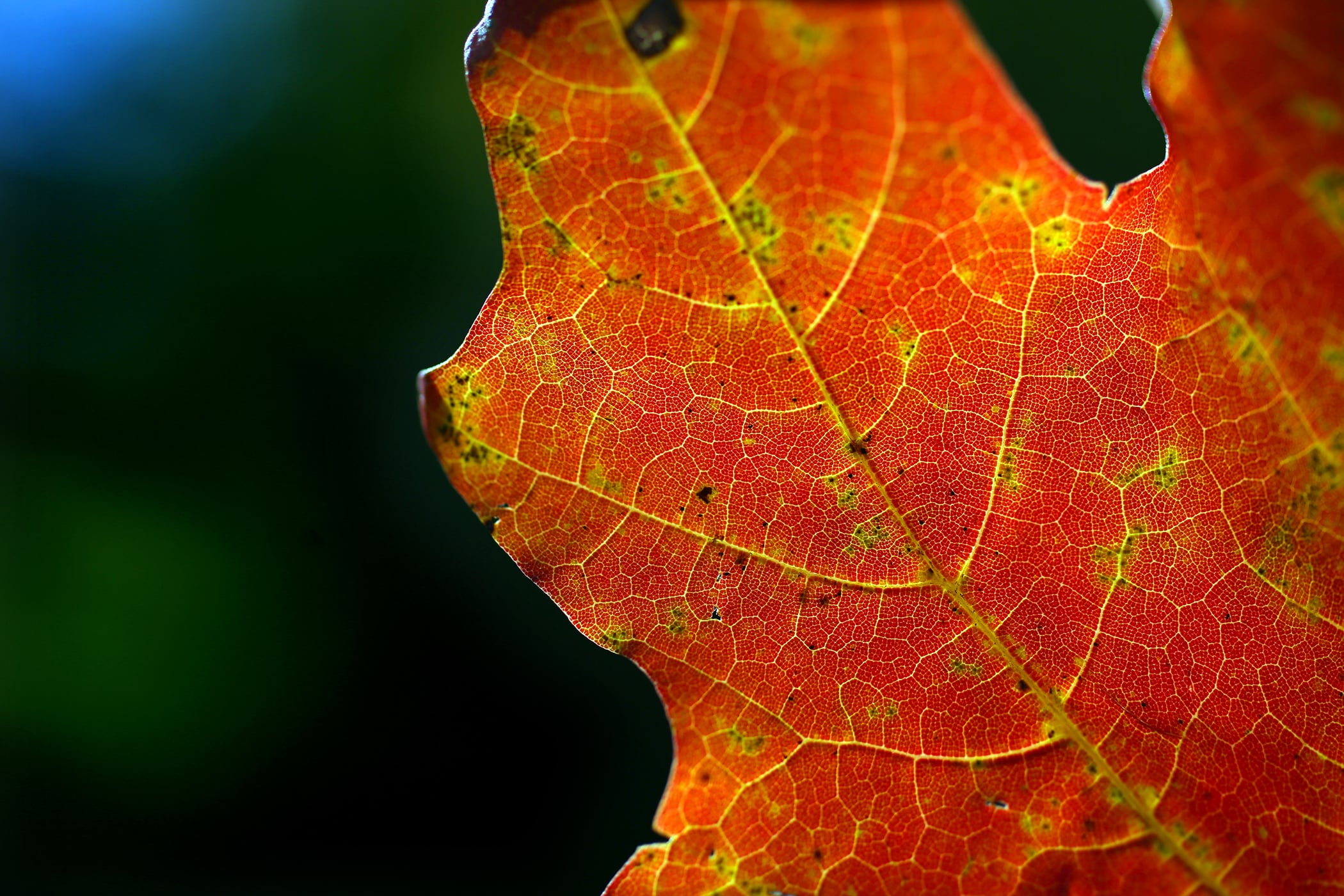 Leaf Trail » HF&G