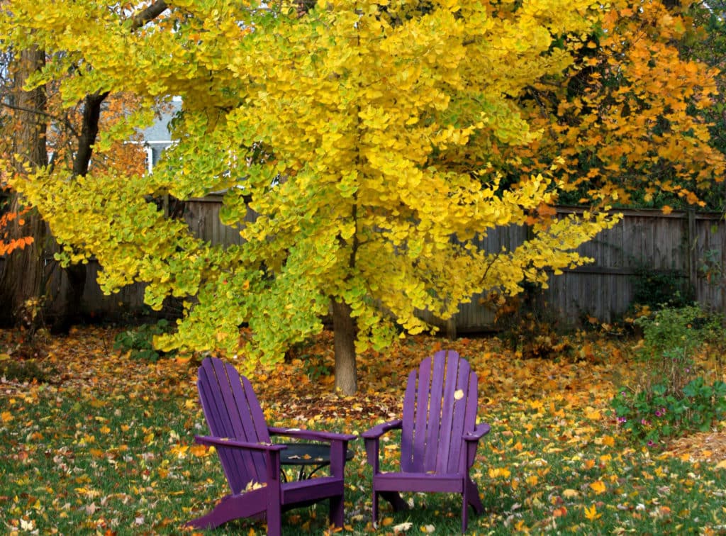 Ginkgo biloba ‘Princeton Sentry’ (gingko) » HF&G