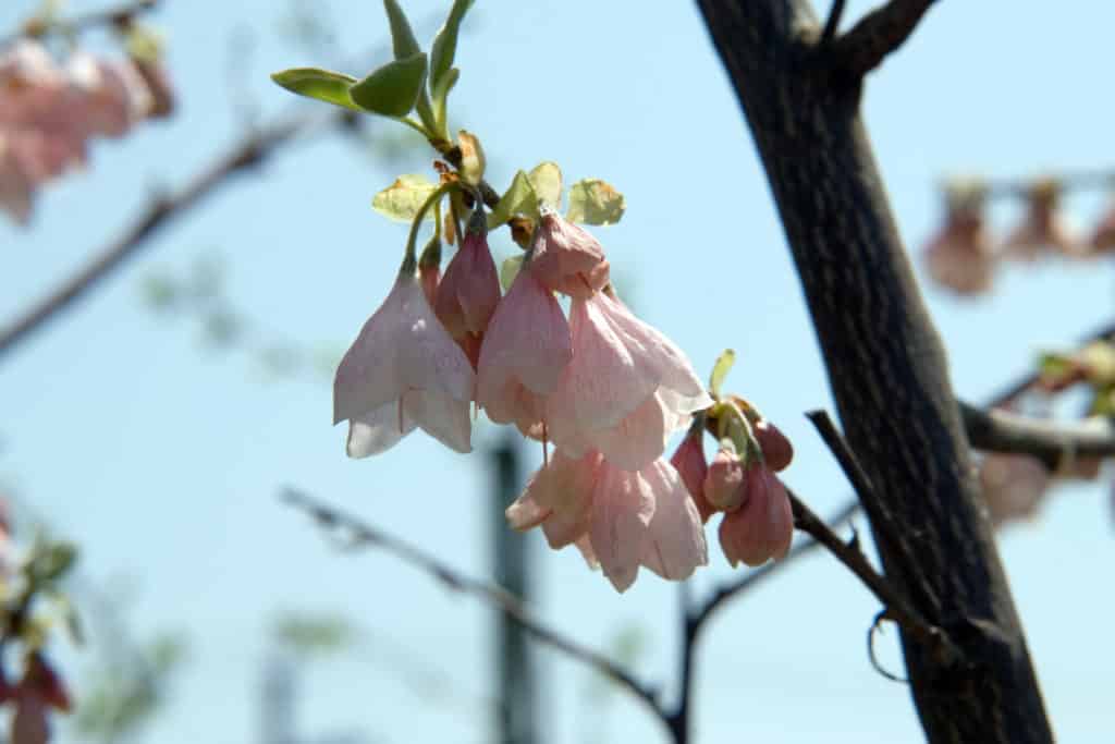 Halesia caroliniana ‘Arnold Pink’ (pink silverbell) » HF&G