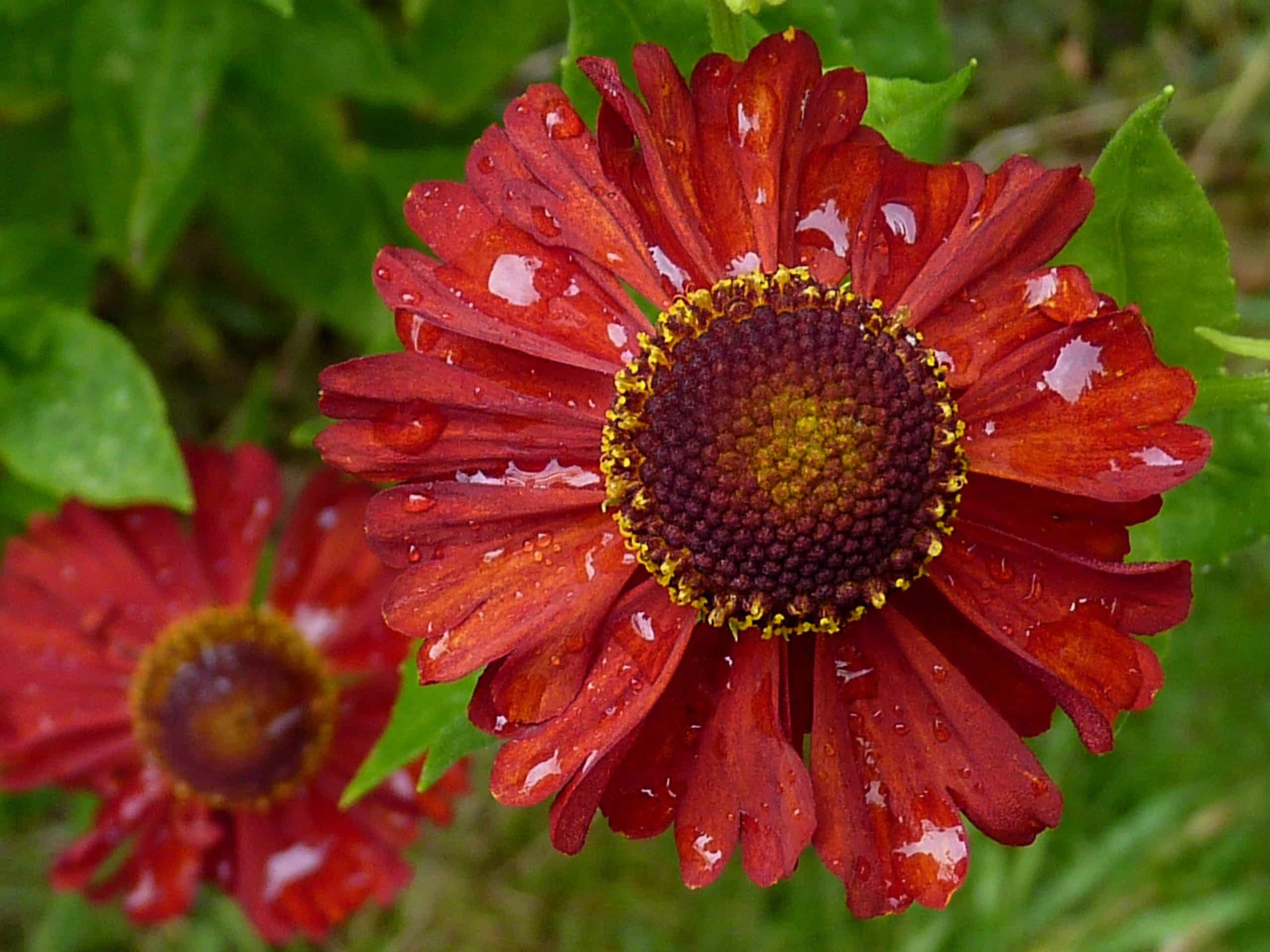 Helenium MARIACHI ‘Salsa’ (Helen’s flower, sneezeweed) » HF&G