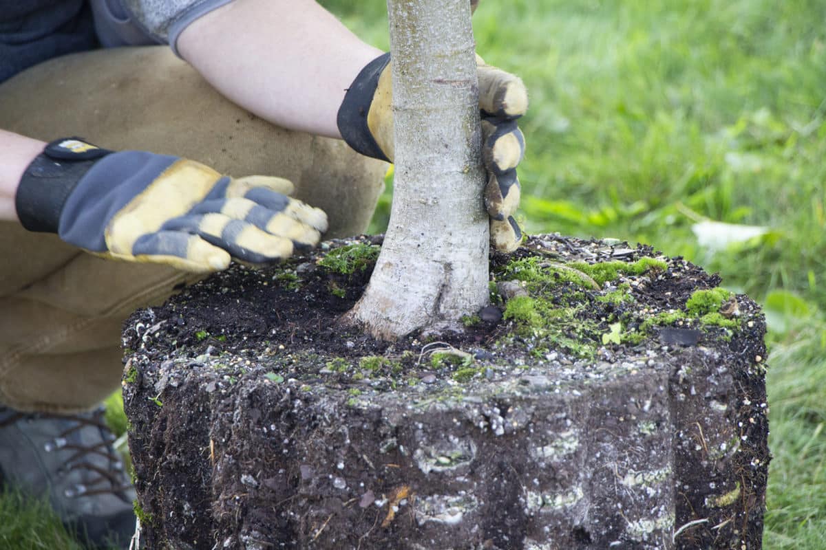 How to Plant a Tree » HF&G