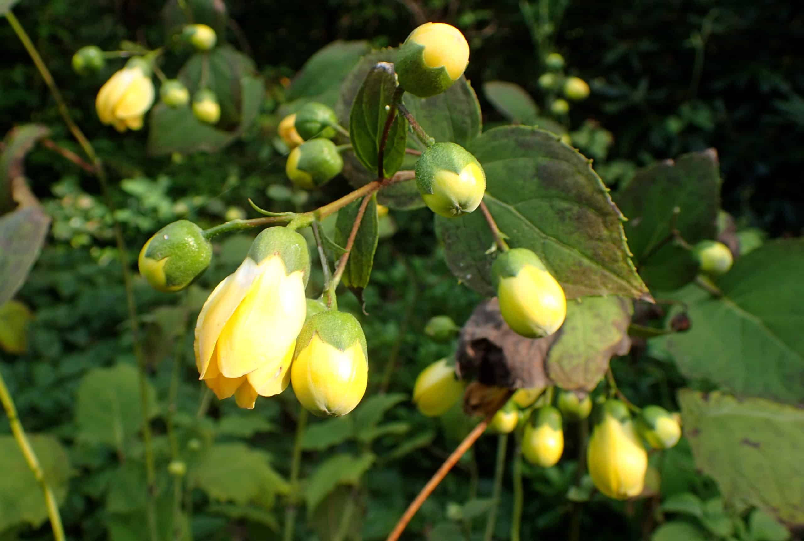 Kirengeshoma palmata (yellow wax bells) » HF&G