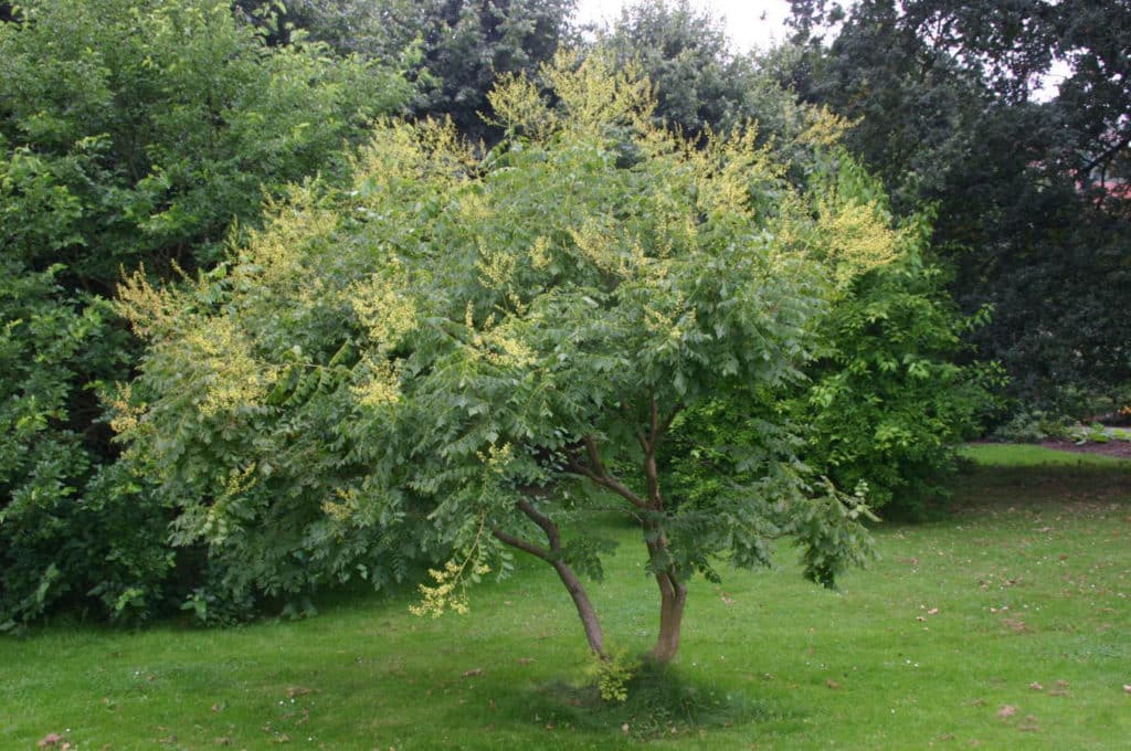 Koelreuteria paniculata (golden rain tree) » HF&G