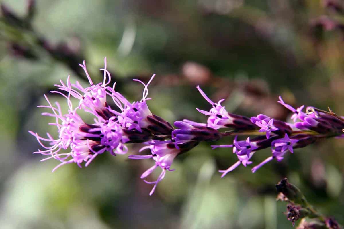 Liatris microcephala (Appalachian blazing star) » HF&G