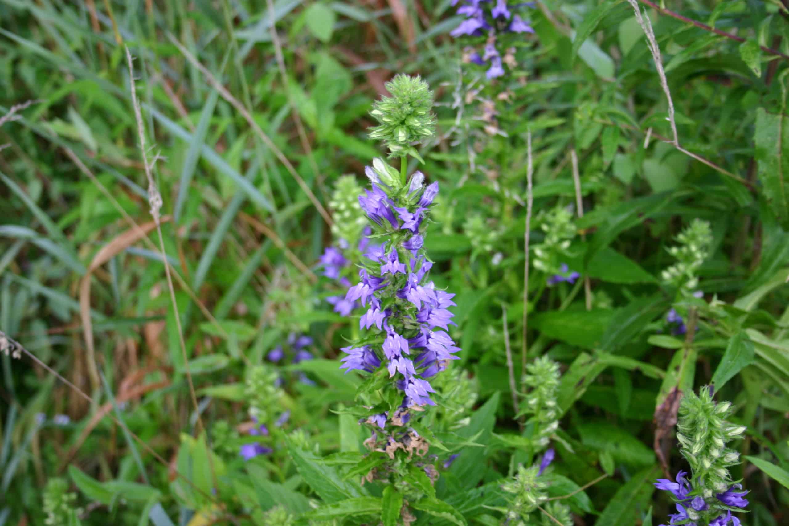 Lobelia siphilitica (great blue lobelia) » HF&G
