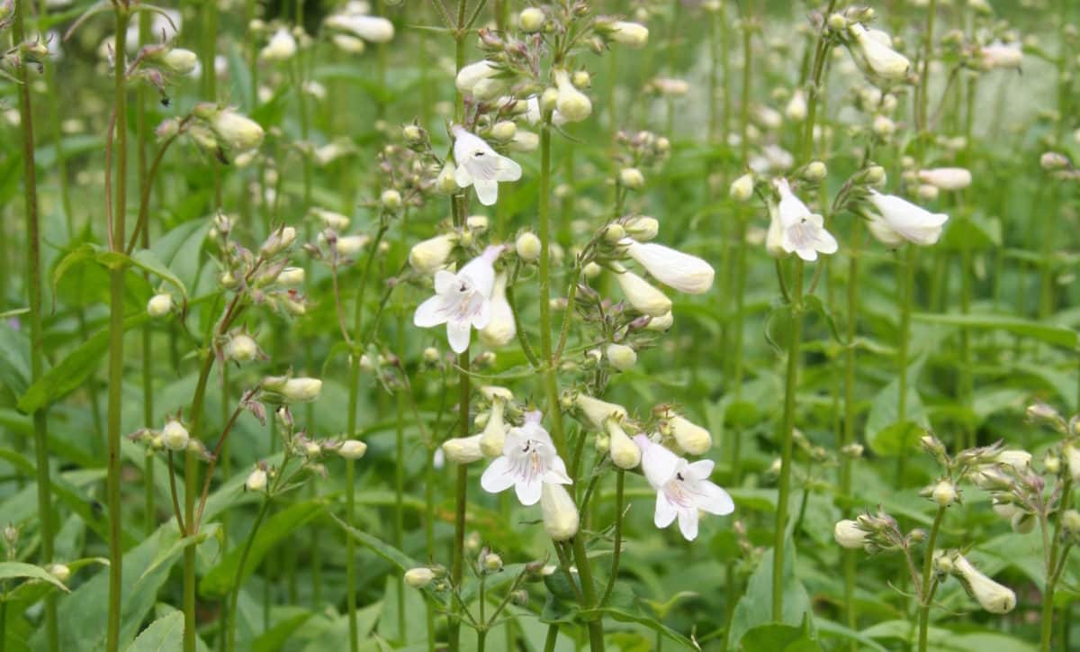 Penstemon digitalis (foxglove beardtongue) » HF&G
