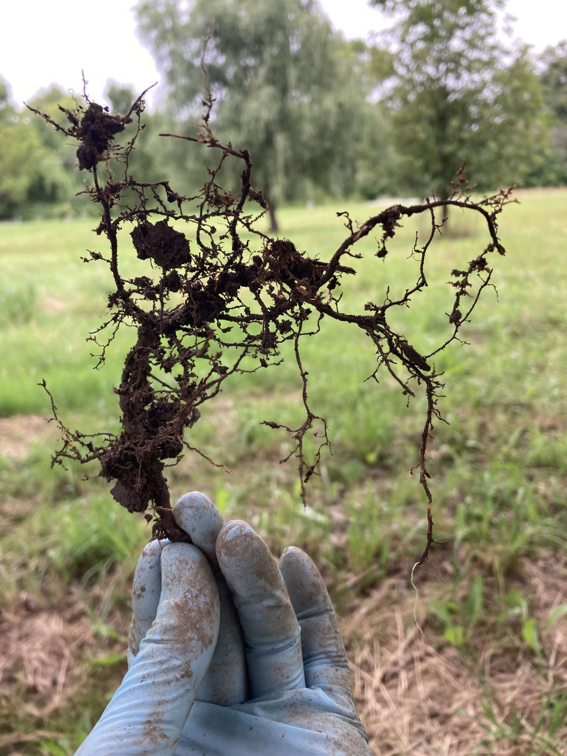 Beech Leaf Disease and Forest Fungi: Healthy trees support healthy ...