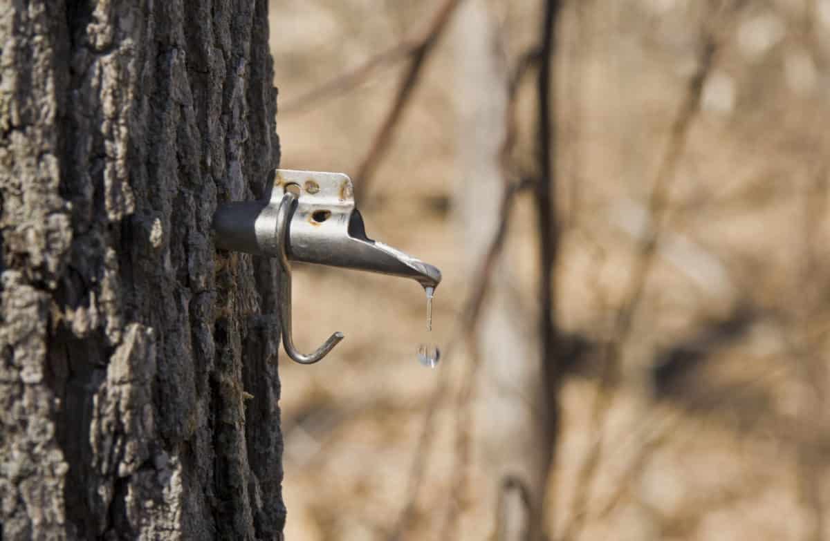 Have you heard of the Moses Cleaveland trees? » Trees » HF&G