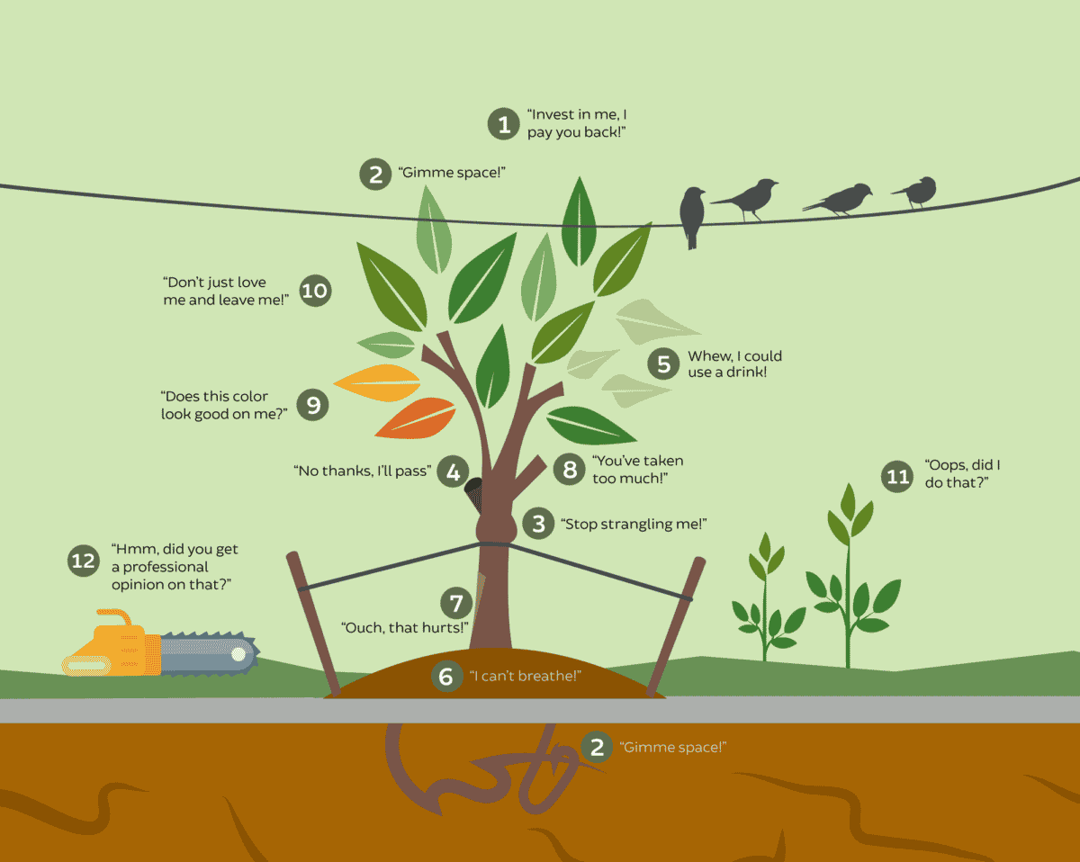 Tips for Keeping Trees Healthy » Tree Care, Trees, Urban Forestry » HF&G