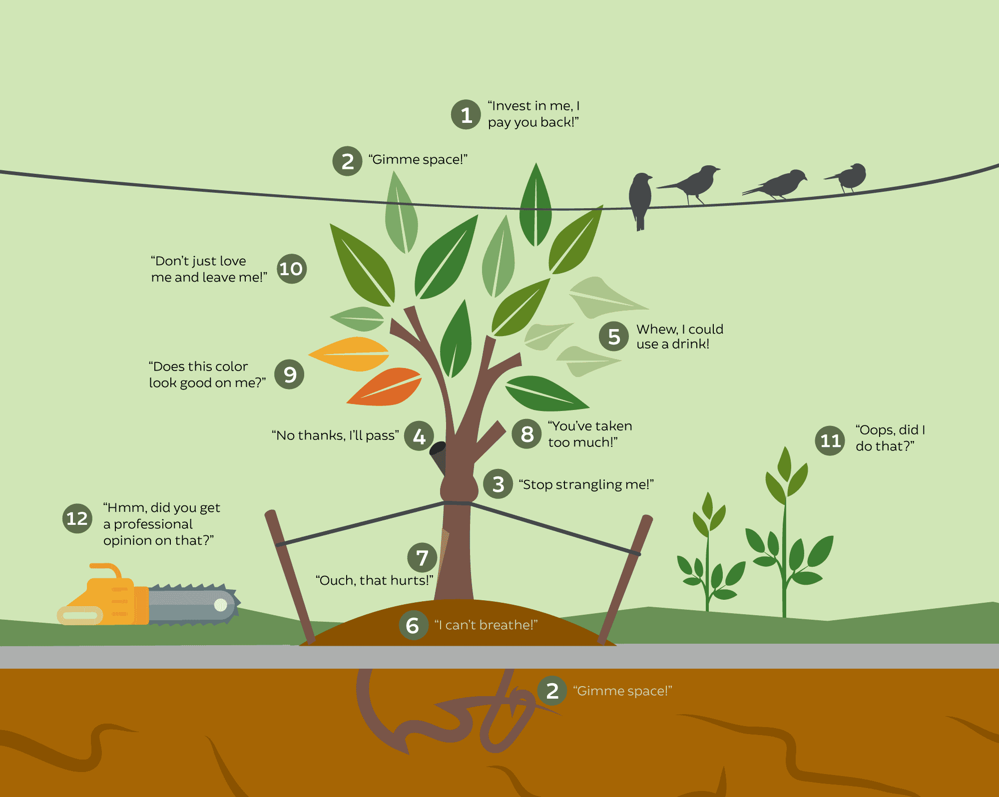 Tips for Keeping Trees Healthy » Tree Care, Trees, Urban Forestry » HF&G