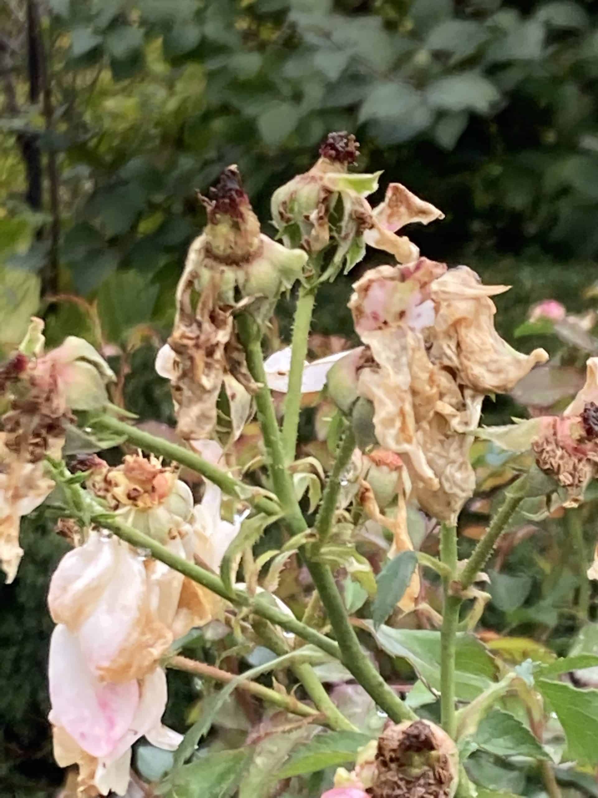 Autumn Gardening for Nature Lovers; Leave the Leaves » Other » HF&G