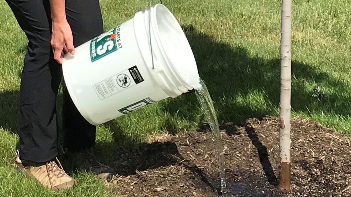 Tips for Keeping Trees Healthy » Tree Care, Trees, Urban Forestry » HF&G