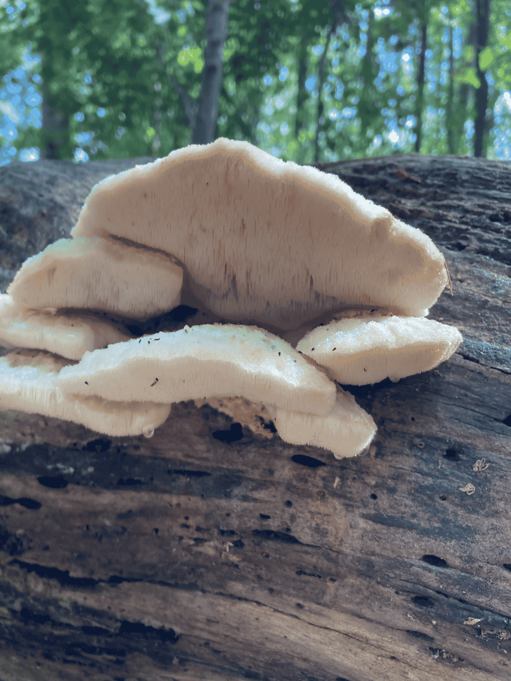 World Soil Day: Holden's Soil Ecologists Improving the Odds for Trees ...