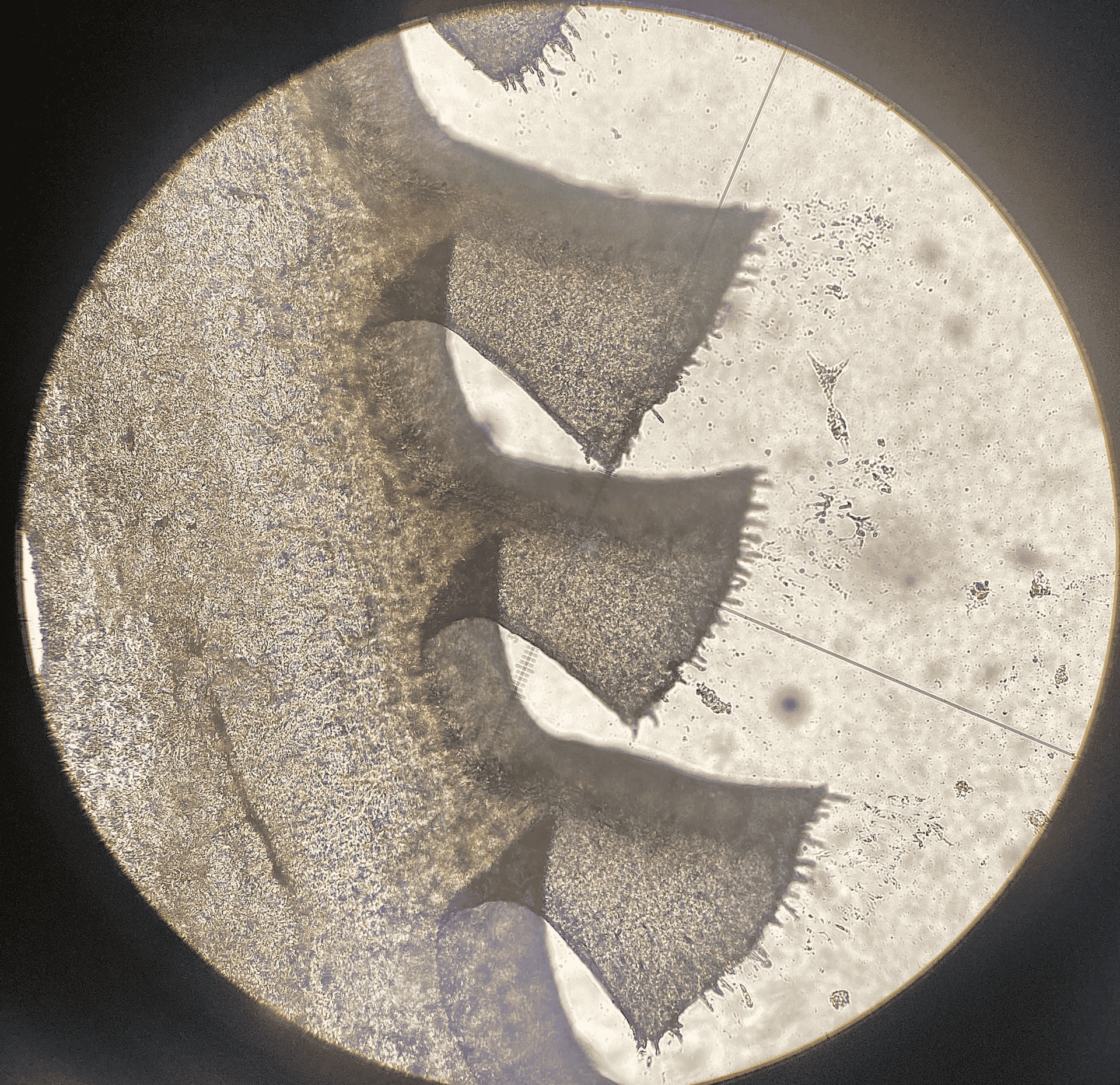 Mushroom Identification: Results from the Holden Forests & Gardens ...