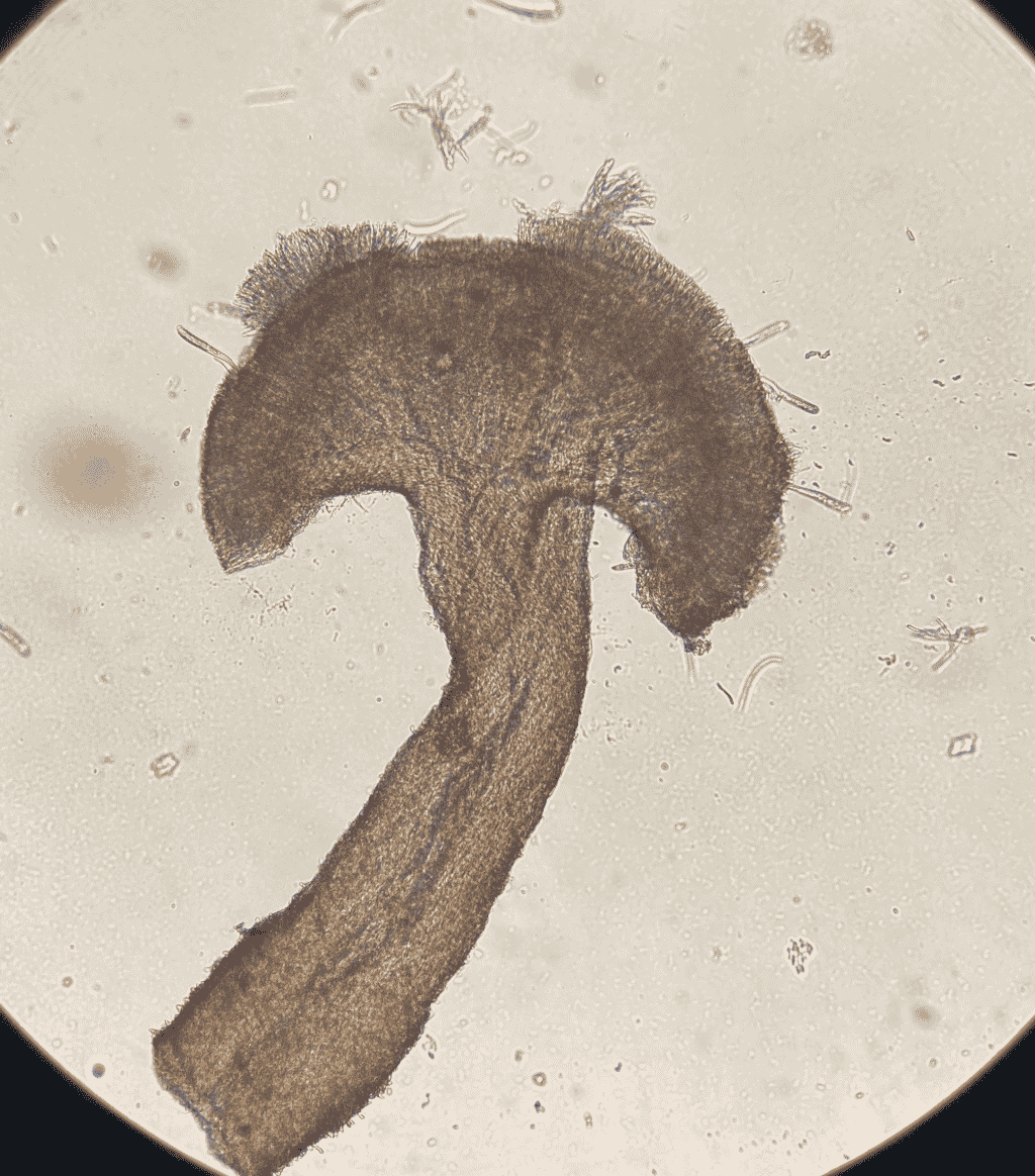 Mushroom Identification: Results from the Holden Forests & Gardens ...
