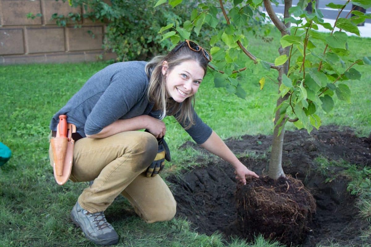 Have you heard of the Moses Cleaveland trees? » Trees » HF&G