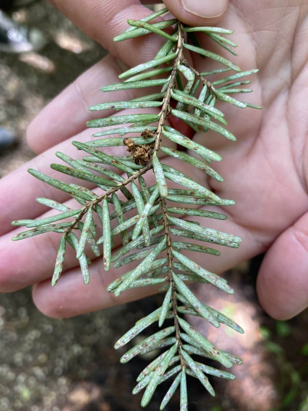 A short tale about hemlock trees, bacteria and a nasty insect ...