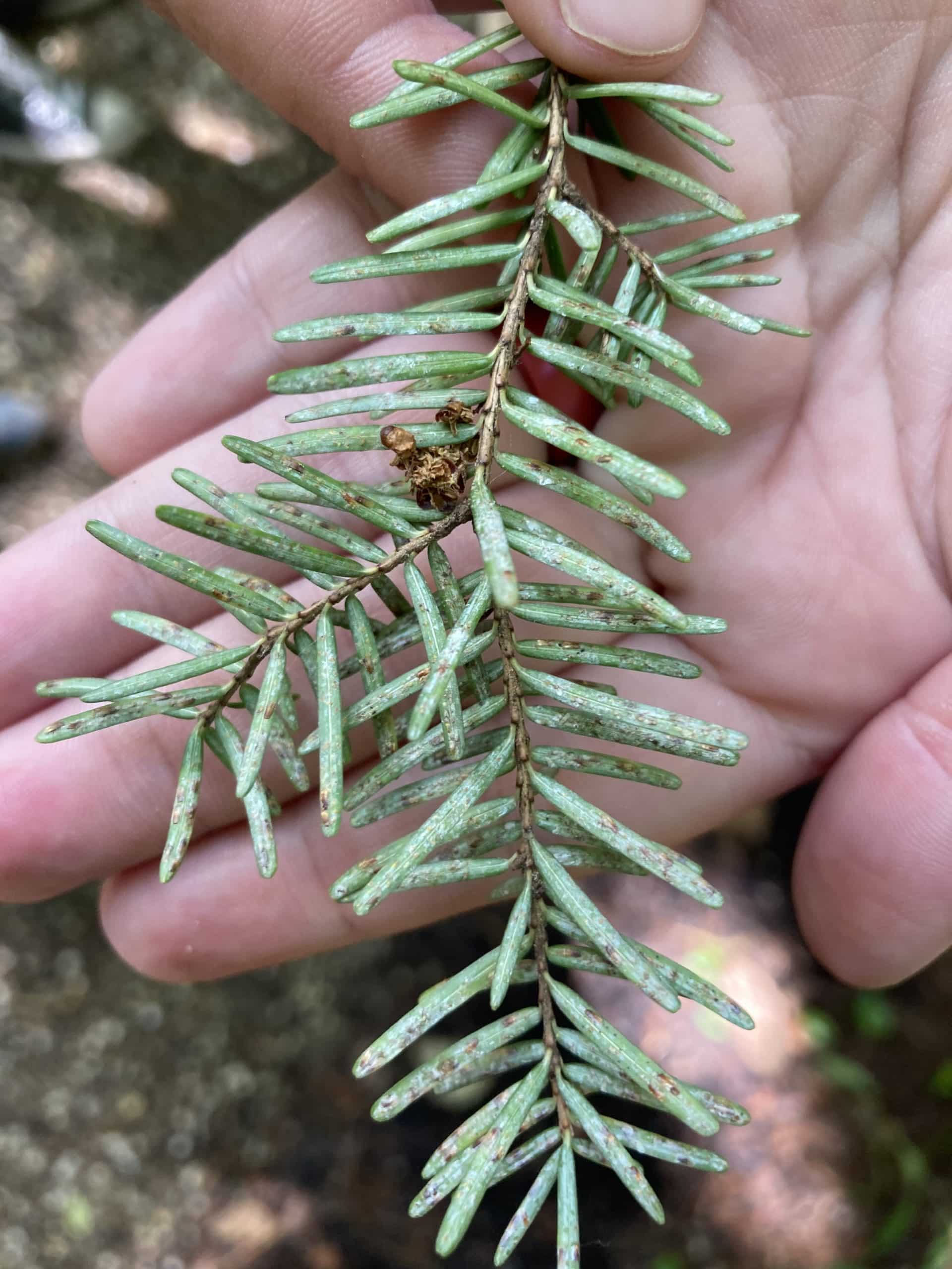 A short tale about hemlock trees, bacteria and a nasty insect ...
