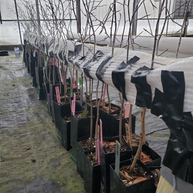 How to Clone a Tree » Trees, Urban Forestry » HF&G