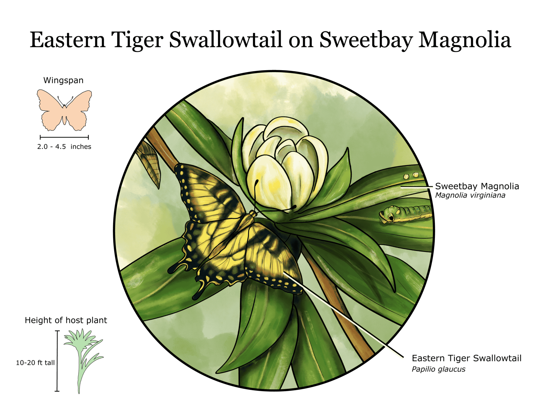 Sweetbay Magnolia & Eastern Tiger Swallowtail » Plants, Pollinators ...