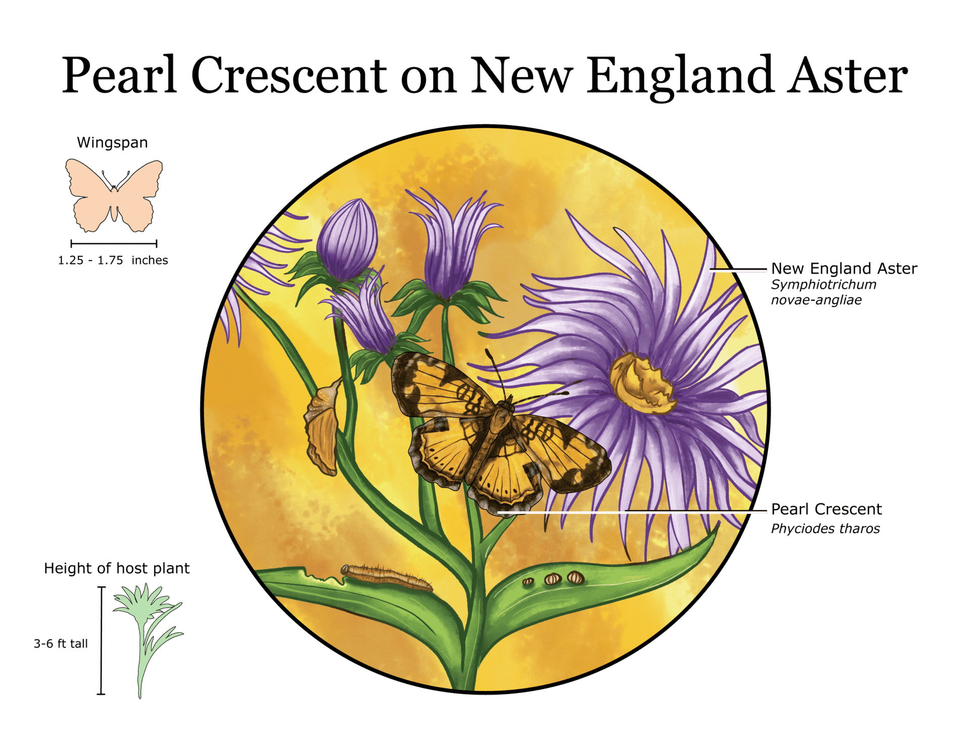 New England aster & Pearl Crescent » Plants, Pollinators, Wildlife » HF&G