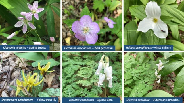 The Spring Ephemerals in Stebbins Gulch » Plants, Plant communities » HF&G