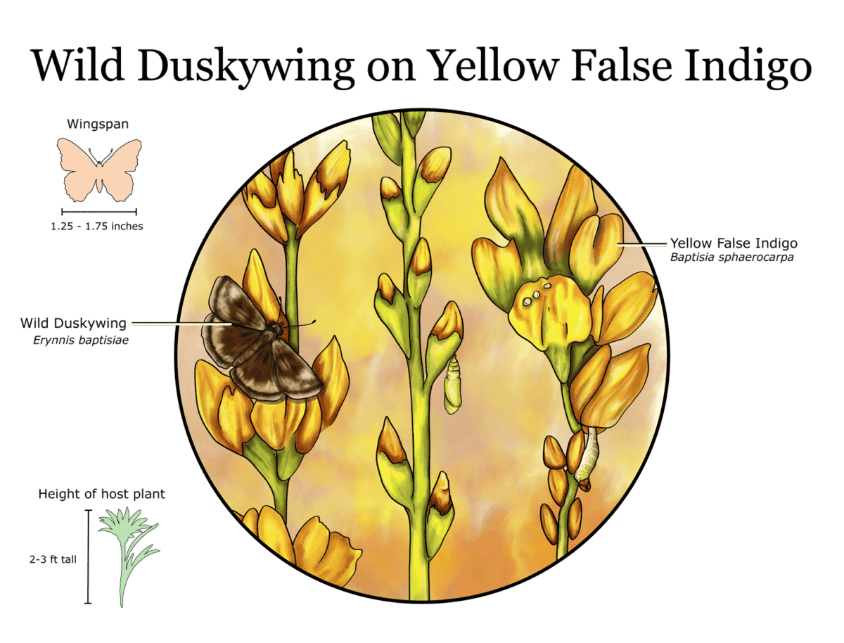 Yellow false indigo & Wild Duskywing » Plants, Pollinators, Wildlife » HF&G