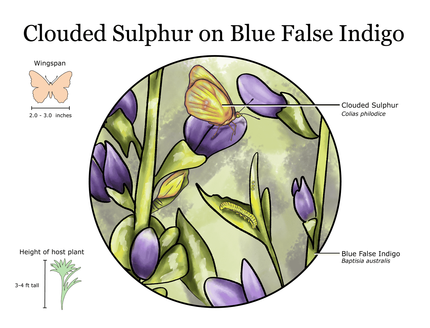 Blue false indigo & Clouded Sulphur » Plants, Pollinators, Wildlife » HF&G