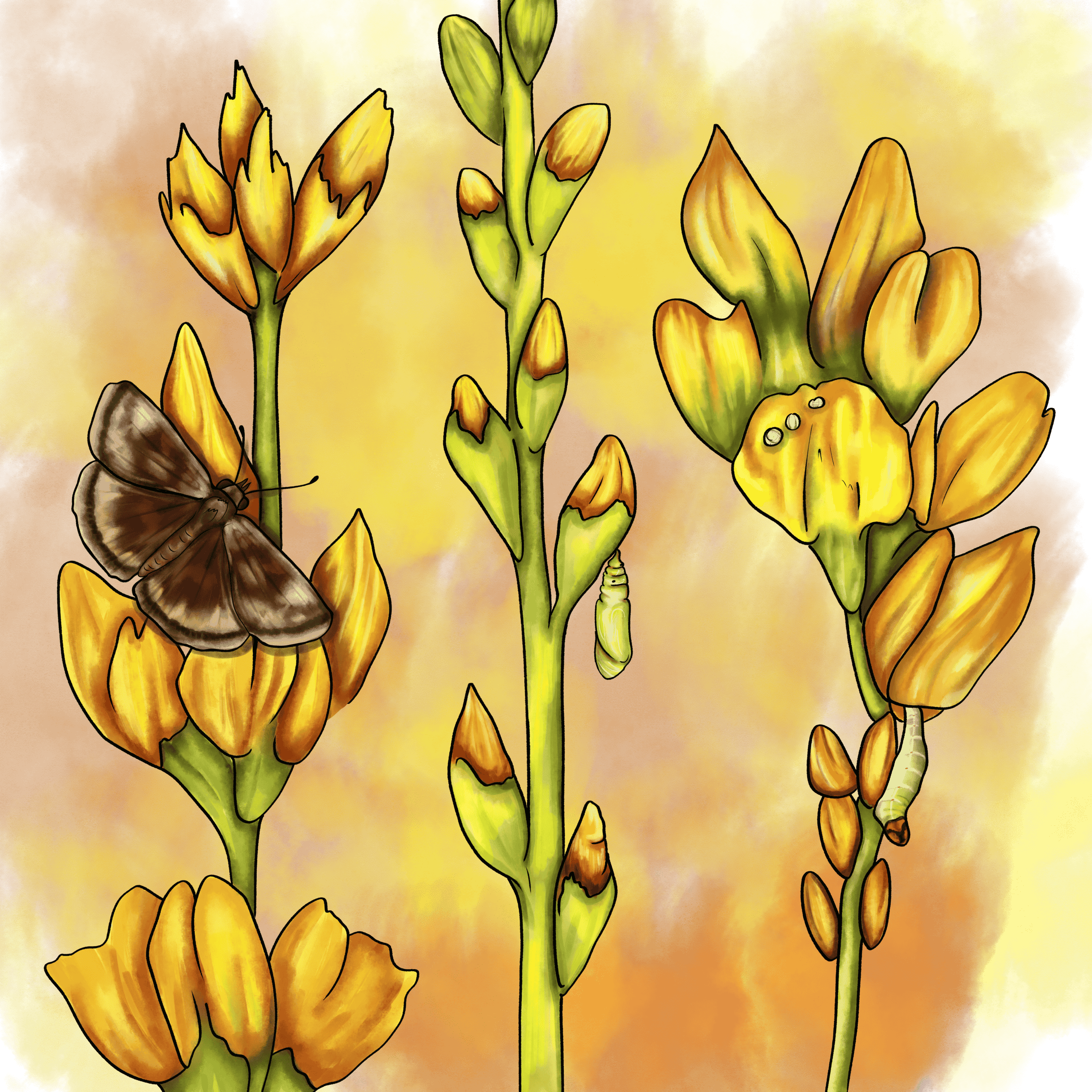 Yellow false indigo & Wild Duskywing » Plants, Pollinators, Wildlife » HF&G