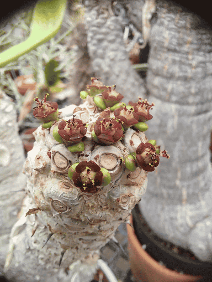 Euphorbias in flower » Plants, Plant communities » HF&G