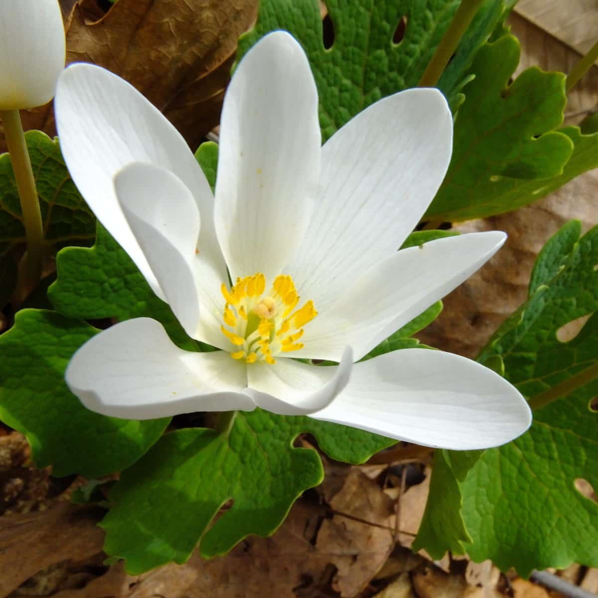 Bloodroot » HF&G