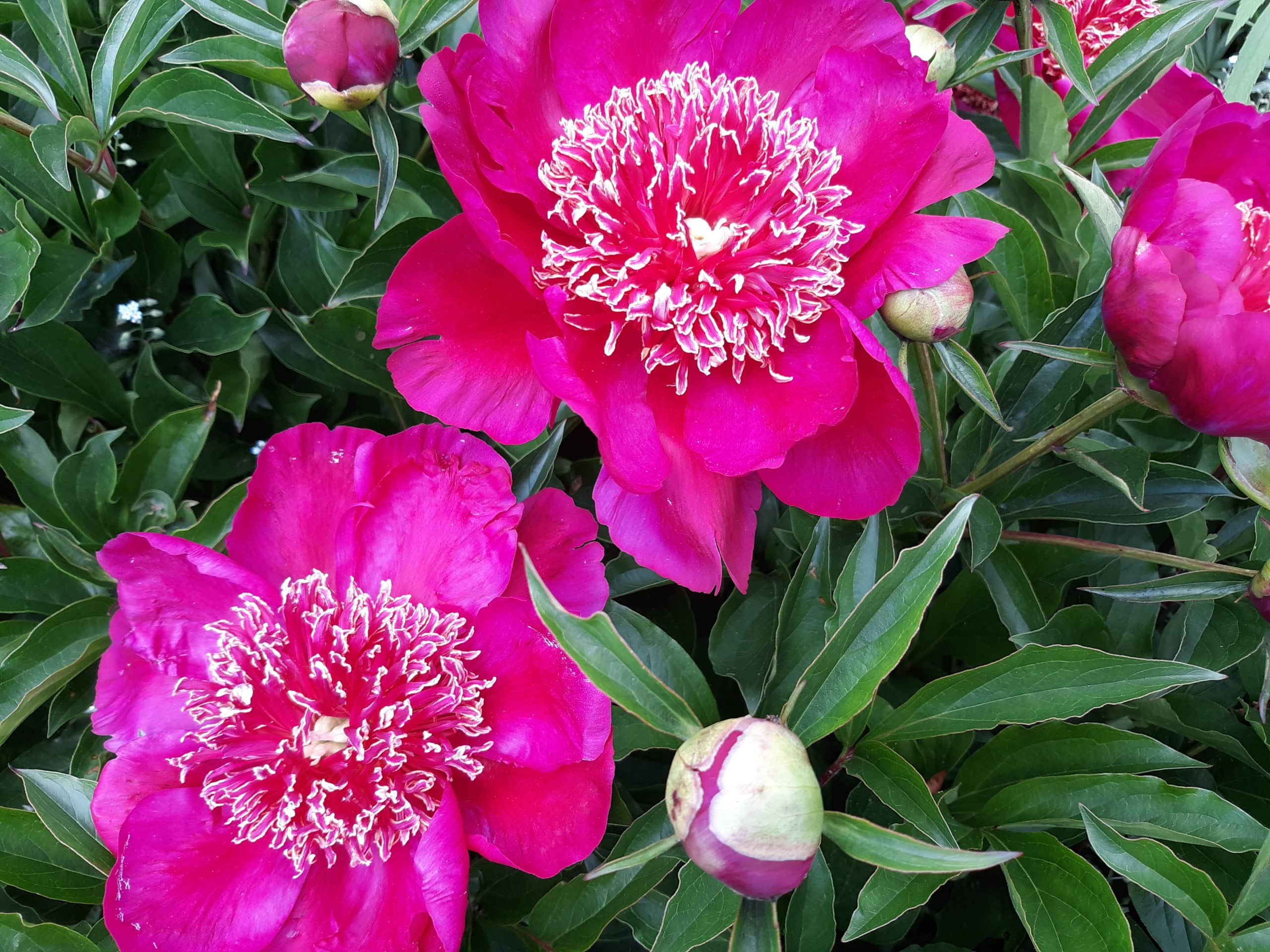 Display Garden » Holden Arboretum » HF&G