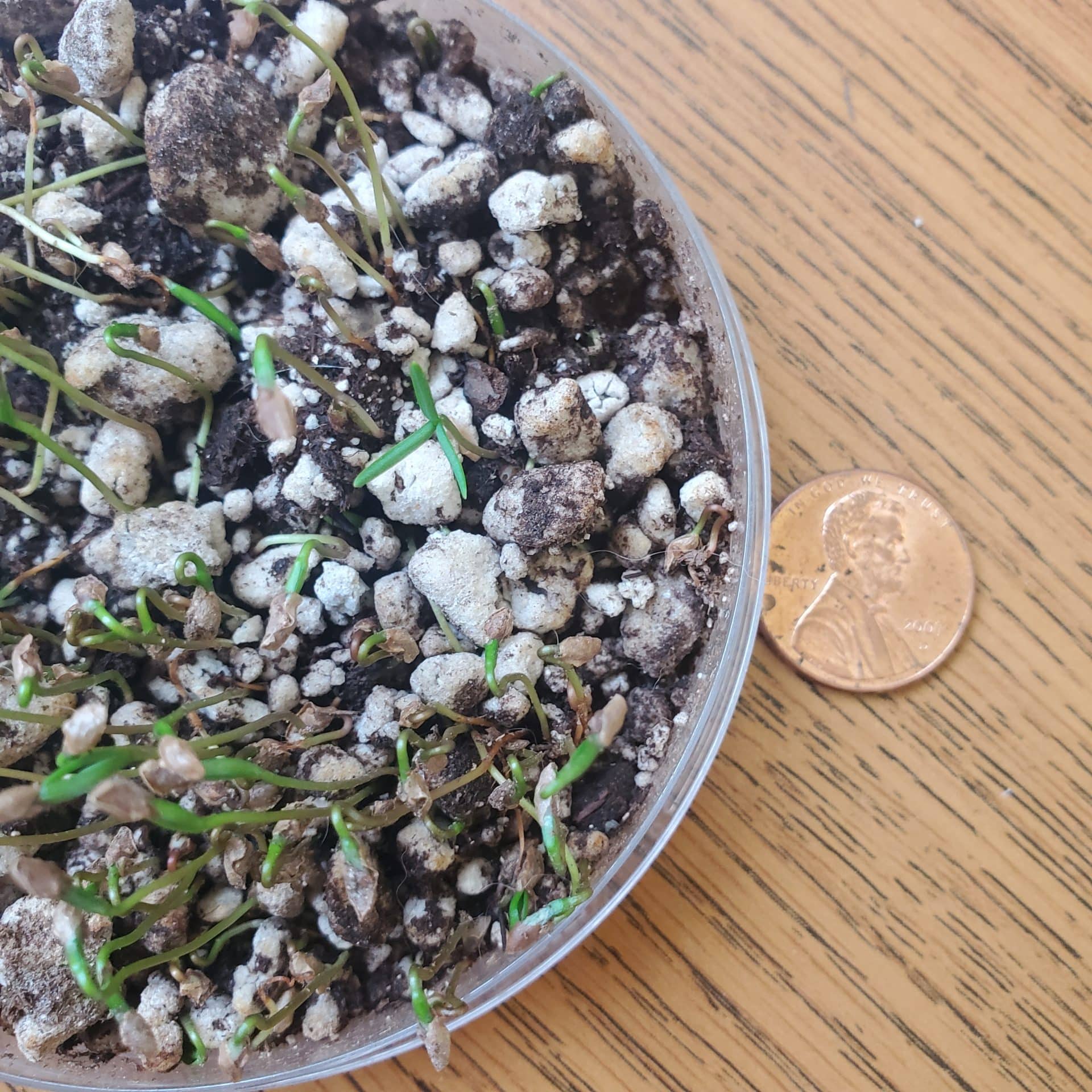 New Eastern Hemlock Conservation Work Kicks Off at Holden » Plants ...