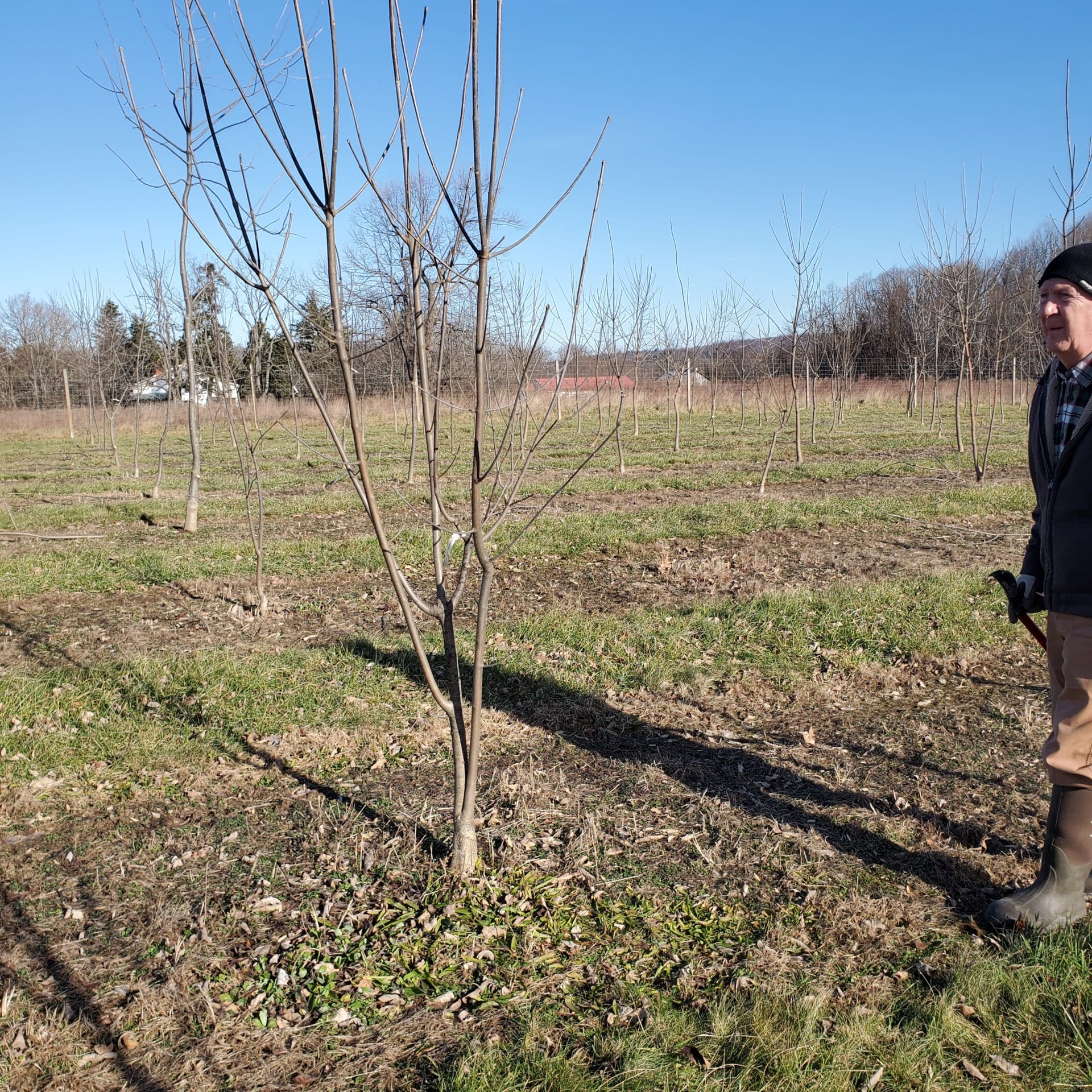 Holden’s Clone Orchard Vital Research Spot for Ash Scientists » Trees ...
