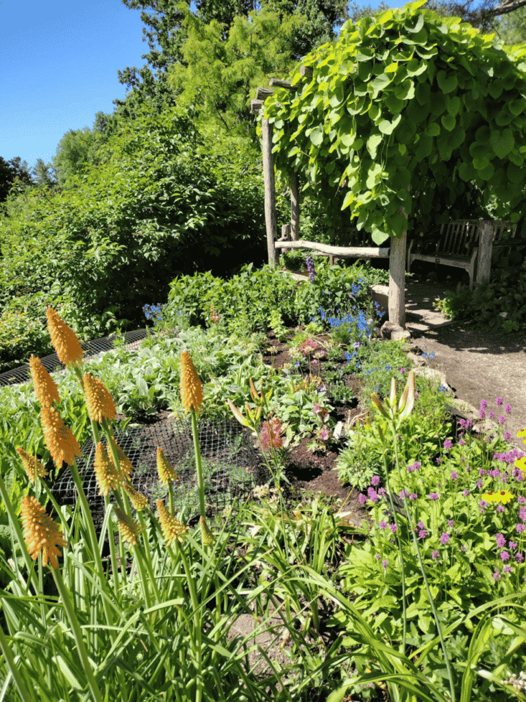 The Ann Whitney Memorial Bed » Plants, Living collections » HF&G