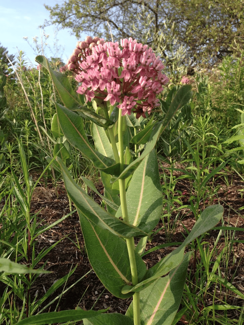 Milkweed: Beneficial and Beautiful » Plants, Evolutionary ecology ...