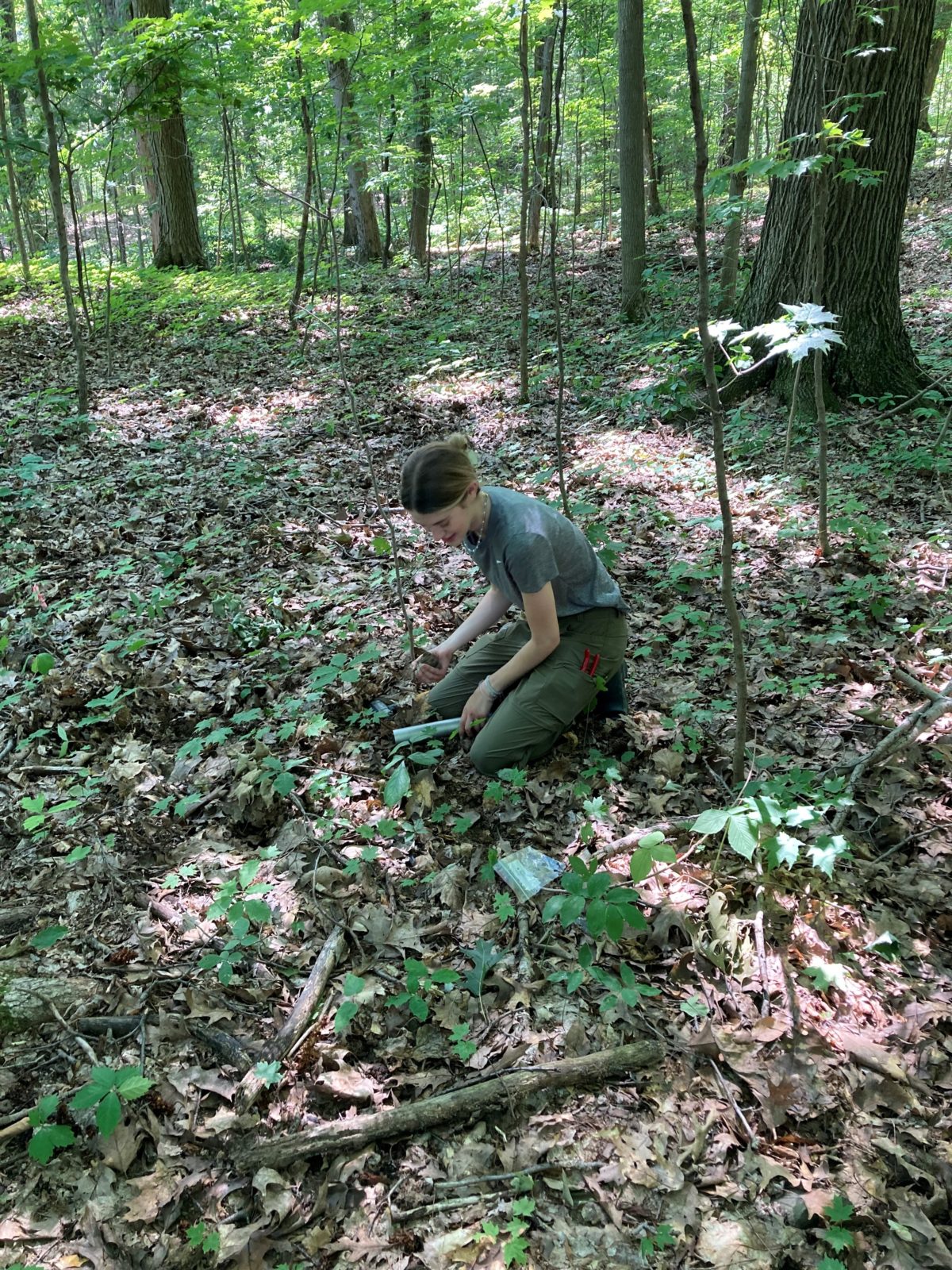 Connecting Above- and Below-Ground Worlds » Soil ecology, Soils » HF&G